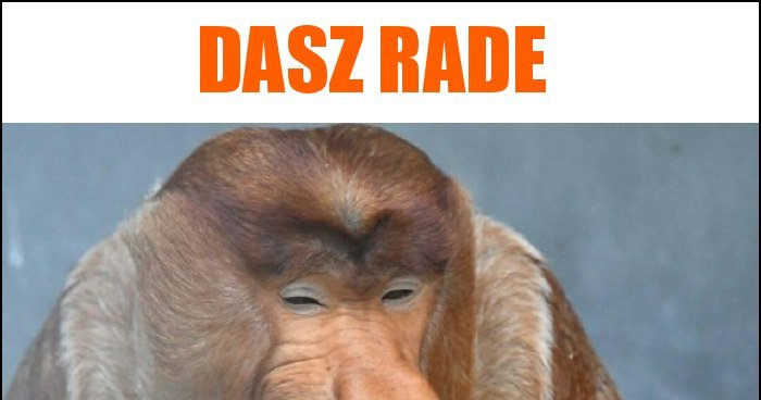 Dasz rade memy, gify i śmieszne obrazki facebook, tapety, demotywatory ...