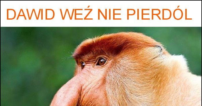 Dawid weź nie pierdól memy, gify i śmieszne obrazki facebook, tapety ...
