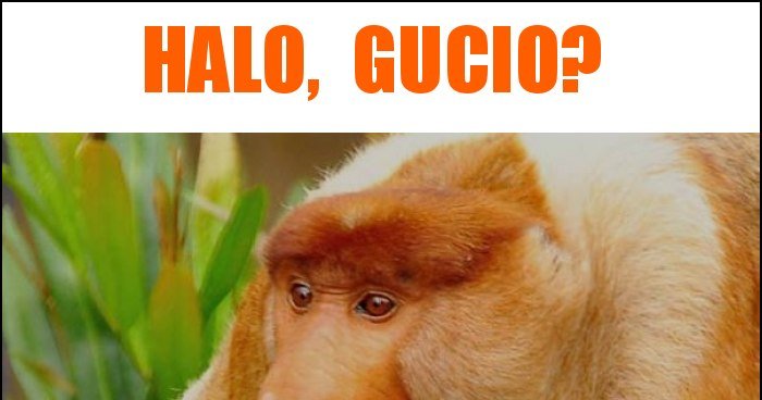 Halo, Gucio? memy, gify i śmieszne obrazki facebook, tapety ...