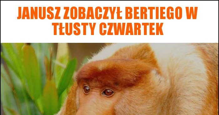Janusz zobaczył Bertiego w tłusty czwartek memy, gify i śmieszne ...
