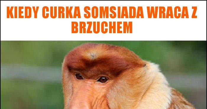 KIEDY CURKA SOMSIADA WRACA Z BRZUCHEM memy, gify i śmieszne obrazki ...