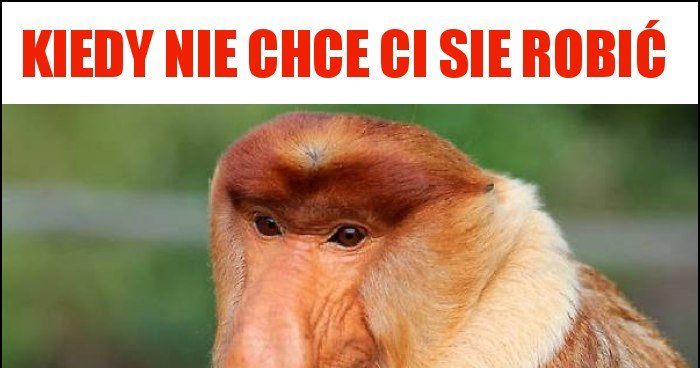 Kiedy nie chce Ci sie robić memy, gify i śmieszne obrazki facebook ... Kiedy nie chce Ci sie robić memy, gify i śmieszne obrazki facebook ...
