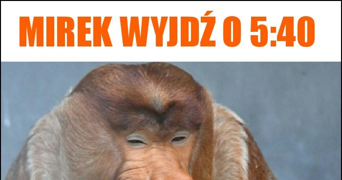 Mirek wyjdź o 5:40 memy, gify i śmieszne obrazki facebook, tapety ...