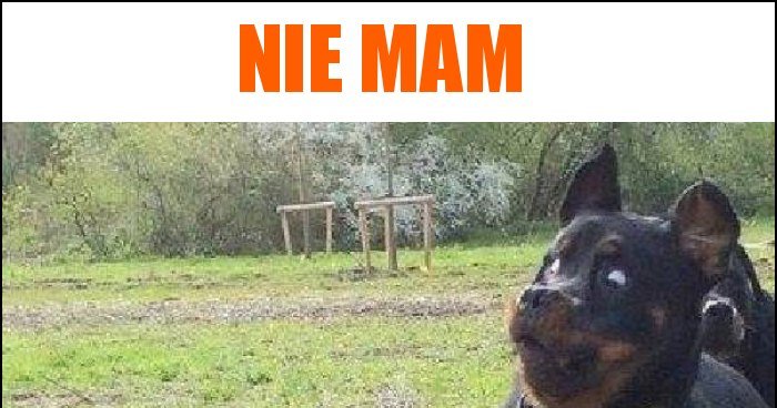 Nie mam memy, gify i śmieszne obrazki facebook, tapety, demotywatory ...