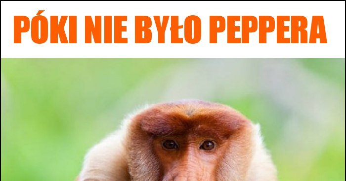 Póki nie było peppera memy, gify i śmieszne obrazki facebook, tapety ...
