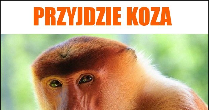 PRZYJDZIE KOZA memy, gify i śmieszne obrazki facebook, tapety ...