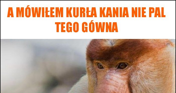 a mówiłem kurła kania nie pal tego gówna memy, gify i śmieszne obrazki ...