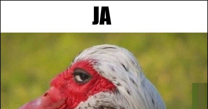 Ja memy, gify i śmieszne obrazki facebook, tapety, demotywatory zdjęcia