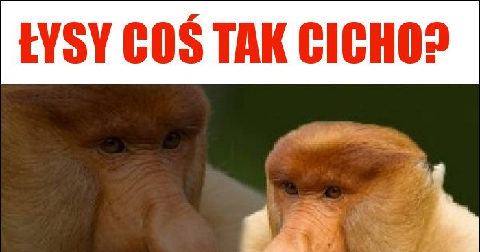 Łysy coś tak cicho? memy, gify i śmieszne obrazki facebook, tapety ...