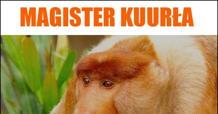 Magister KUURŁA memy, gify i śmieszne obrazki facebook, tapety ...