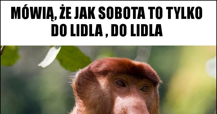 Mówią, że jak sobota to tylko do Lidla , do Lidla memy, gify i śmieszne ...