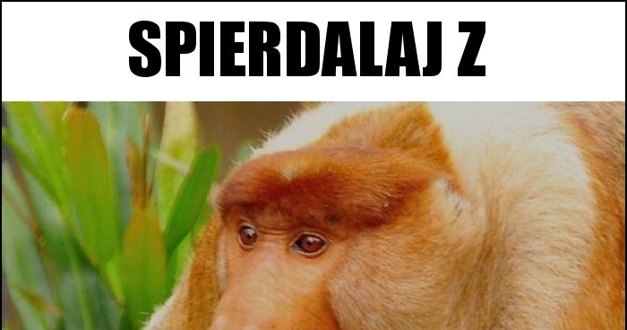 SPIERDALAJ Z memy, gify i śmieszne obrazki facebook, tapety ...