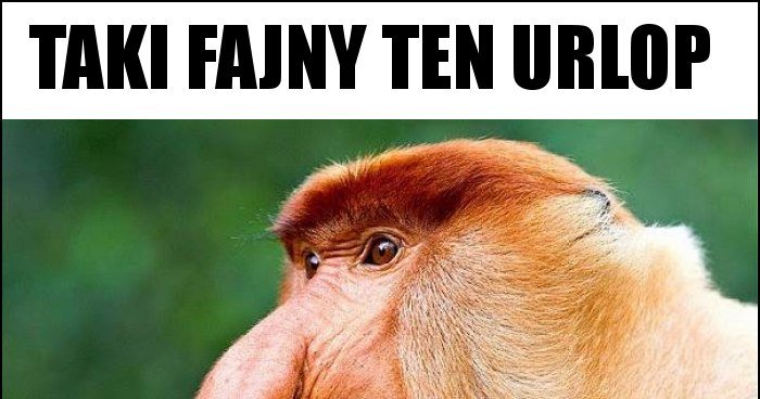TAKI FAJNY TEN URLOP memy, gify i śmieszne obrazki facebook, tapety ...
