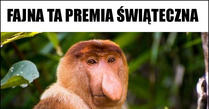 Fajna ta premia świąteczna memy, gify i śmieszne obrazki facebook ...