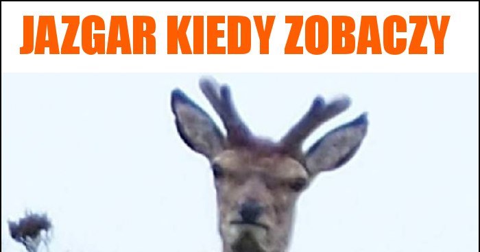 Jazgar kiedy zobaczy memy, gify i śmieszne obrazki facebook, tapety ...