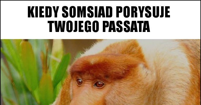 KIEDY SOMSIAD PORYSUJE TWOJEGO PASSATA memy, gify i śmieszne obrazki ...