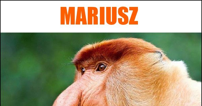 Mariusz memy, gify i śmieszne obrazki facebook, tapety, demotywatory ...
