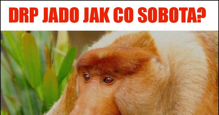 DRP jado jak co sobota? memy, gify i śmieszne obrazki facebook, tapety ...