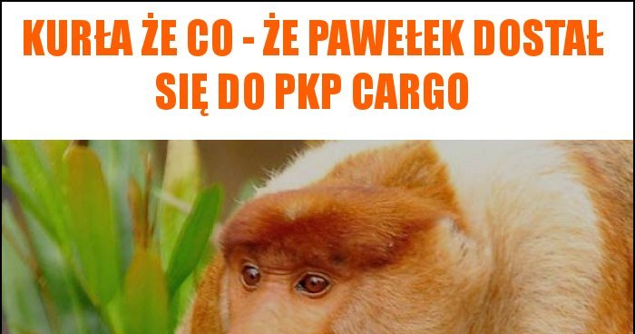 Kurła że co - że Pawełek dostał się do PKP cargo memy, gify i śmieszne ...