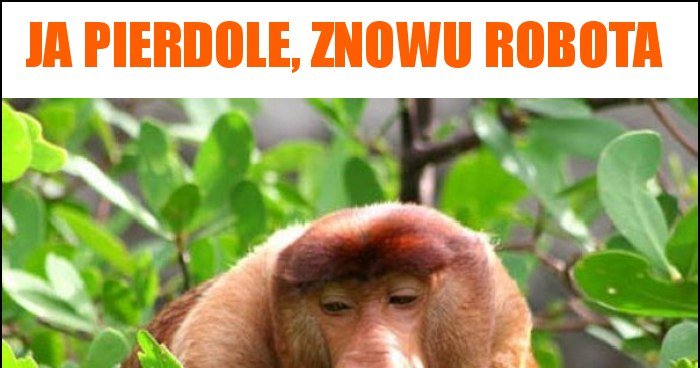 Ja pierdole, znowu robota memy, gify i śmieszne obrazki facebook ...