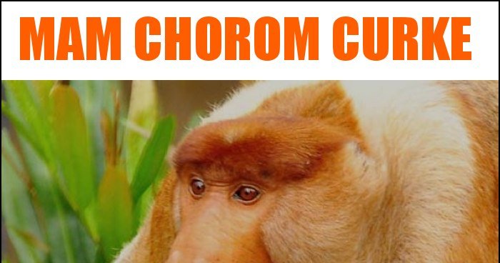 Mam chorom curke memy, gify i śmieszne obrazki facebook, tapety ...