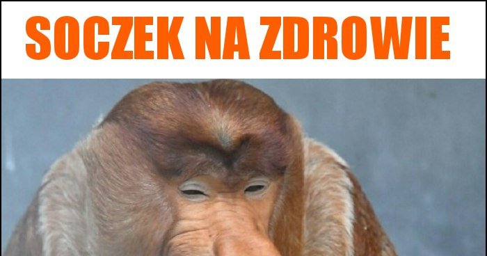 SOCZEK NA ZDROWIE memy, gify i śmieszne obrazki facebook, tapety ...