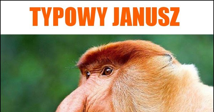 typowy janusz memy, gify i śmieszne obrazki facebook, tapety ...