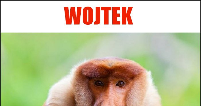 Wojtek memy, gify i śmieszne obrazki facebook, tapety, demotywatory zdjęcia