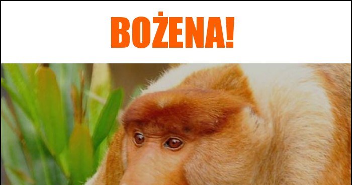 Bożena! memy, gify i śmieszne obrazki facebook, tapety, demotywatory ...