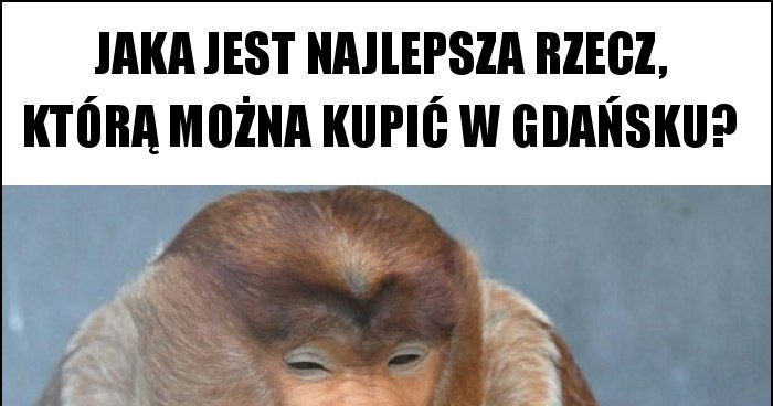Jaka jest najlepsza rzecz, którą można kupić w Gdańsku? memy, gify i ...