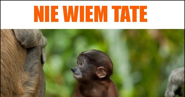 Nie wiem tate memy, gify i śmieszne obrazki facebook, tapety ...