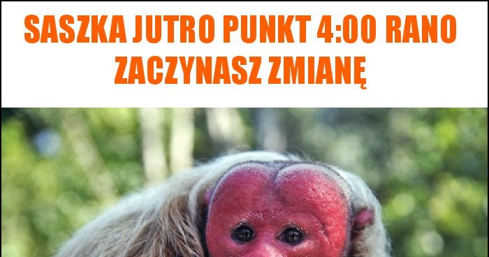 Saszka jutro punkt 4:00 rano zaczynasz zmianę memy, gify i śmieszne ...