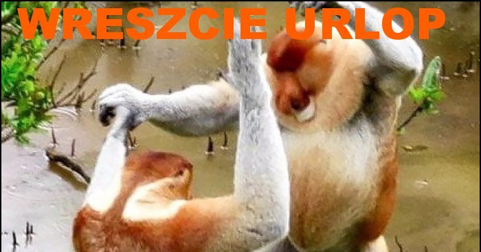 wreszcie urlop memy, gify i śmieszne obrazki facebook, tapety ...