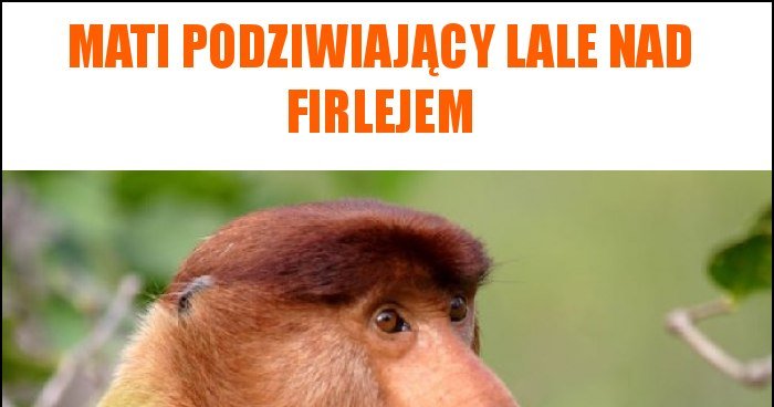 Mati podziwiający lale nad firlejem memy, gify i śmieszne obrazki ...