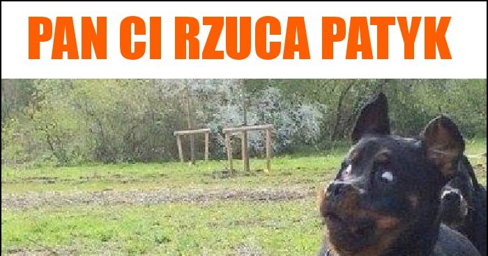 pan ci rzuca patyk memy, gify i śmieszne obrazki facebook, tapety ...