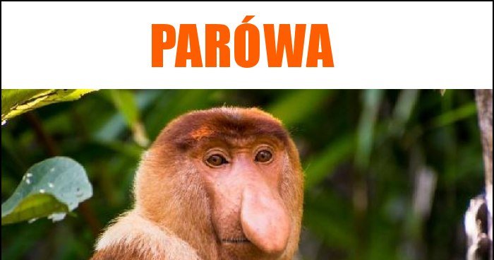 Parówa memy, gify i śmieszne obrazki facebook, tapety, demotywatory zdjęcia