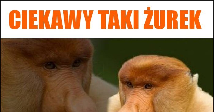 Ciekawy taki żurek memy, gify i śmieszne obrazki facebook, tapety ...