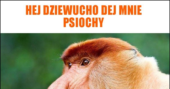 Hej dziewucho dej mnie psiochy memy, gify i śmieszne obrazki facebook ...