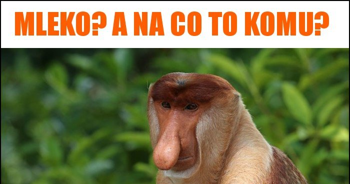 MLEKO? A NA CO TO KOMU? memy, gify i śmieszne obrazki facebook, tapety ...