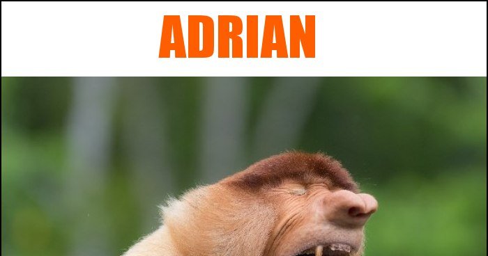 Adrian memy, gify i śmieszne obrazki facebook, tapety, demotywatory zdjęcia