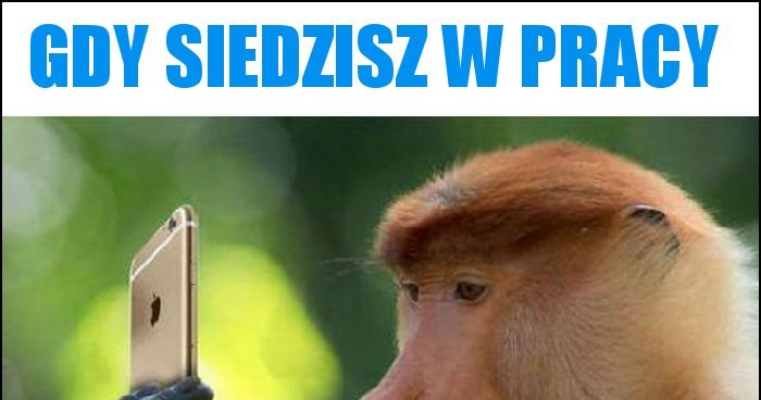 Gdy siedzisz w pracy memy, gify i śmieszne obrazki facebook, tapety ...