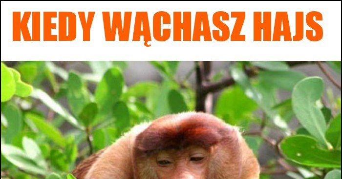 Kiedy wąchasz hajs memy, gify i śmieszne obrazki facebook, tapety ...