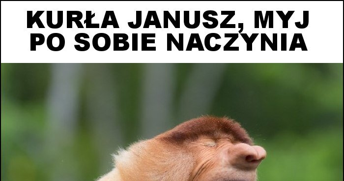 Kurła janusz, myj po sobie naczynia memy, gify i śmieszne obrazki ...
