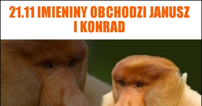 21.11 imieniny obchodzi Janusz i Konrad memy, gify i śmieszne obrazki ...
