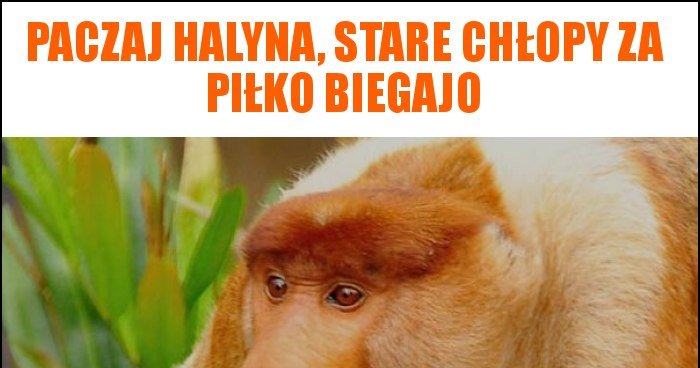 paczaj halyna, stare chłopy za piłko biegajo memy, gify i śmieszne ...