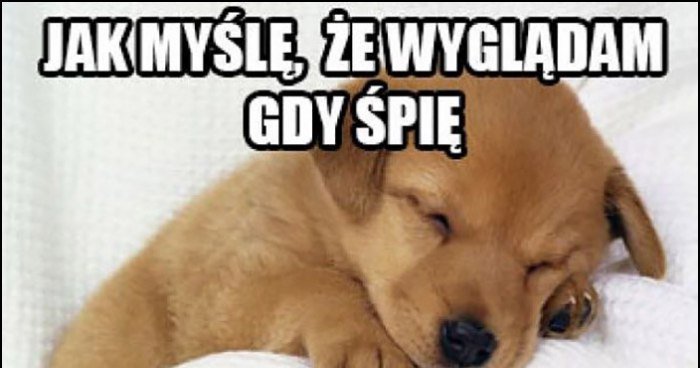 Pies psy jak myślę, że wyglądam gdy śpię vs jak naprawdę wyglądam memy ...