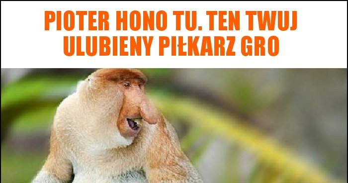 Pioter hono tu. Ten twuj ulubieny piłkarz gro memy, gify i śmieszne ...