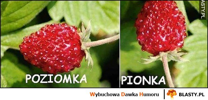 Poziomka pionka w poziomie w pionie memy, gify i śmieszne obrazki ...