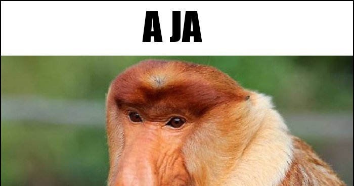 A ja memy, gify i śmieszne obrazki facebook, tapety, demotywatory zdjęcia