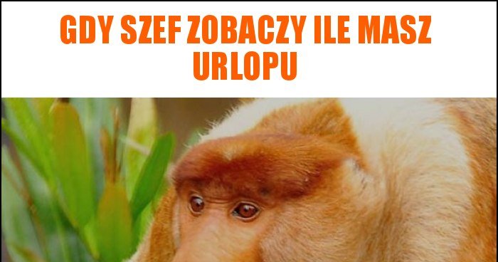 Gdy szef zobaczy ile masz urlopu memy, gify i śmieszne obrazki facebook ...
